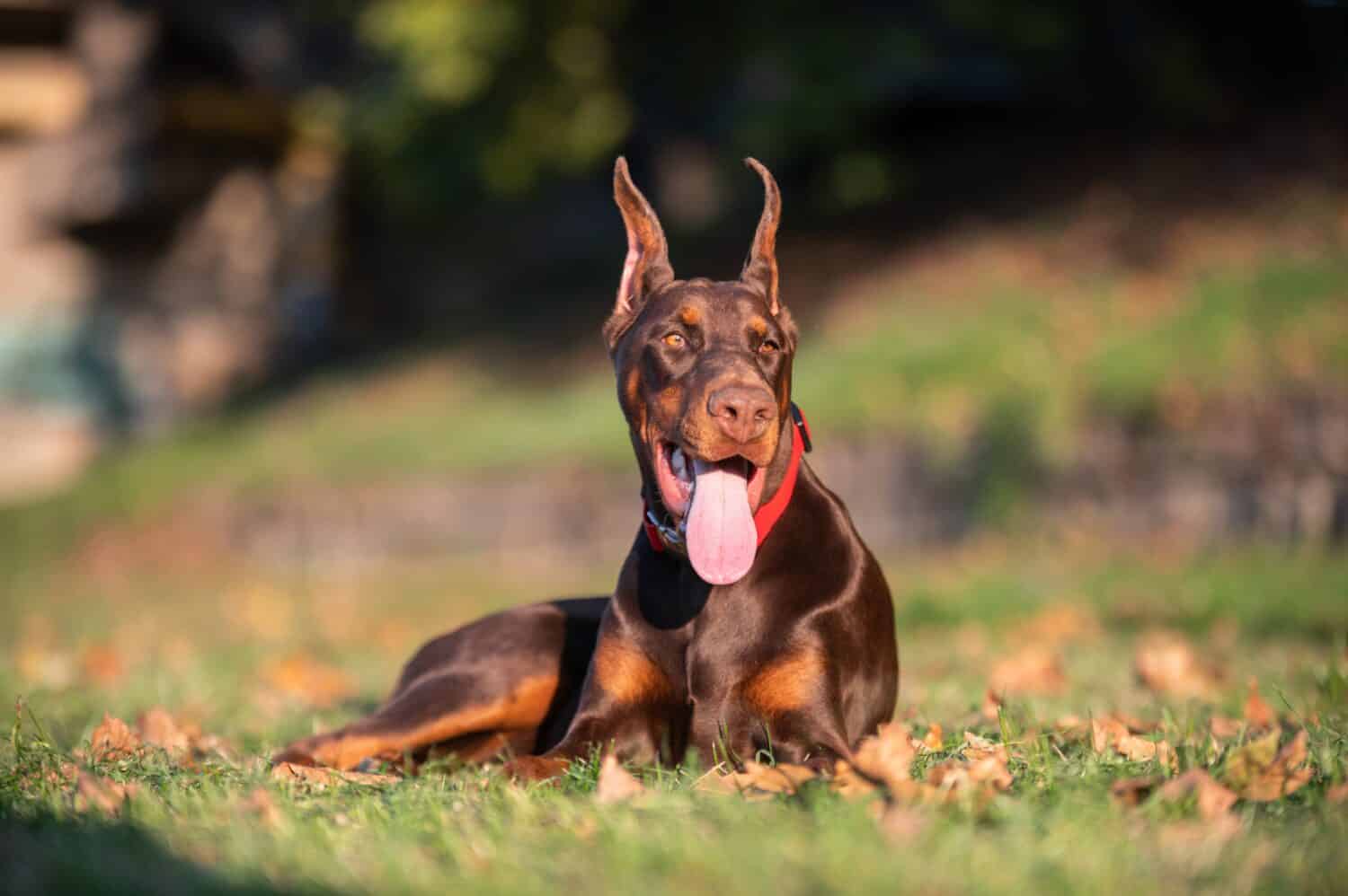 Doberman Pinscher Colors Rarest To Most Common A Z Animals Doberman Pinscher Colors Rarest To Most Common A Z Animals