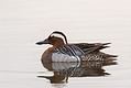 Discover Why Ducks Have Genitalia In the Shape of Corkscrews - A-Z Animals