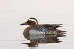 Discover Why Ducks Have Genitalia In the Shape of Corkscrews - A-Z Animals