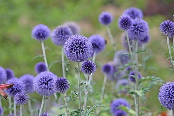 15 Amazing Thistle Plants and How to Tell Them Apart - A-Z Animals