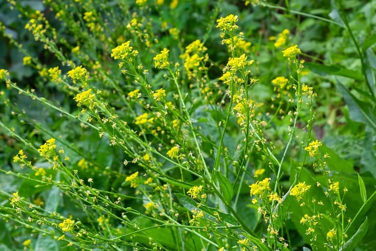 29 Beautiful Types of Yellow Wildflowers - A-Z Animals