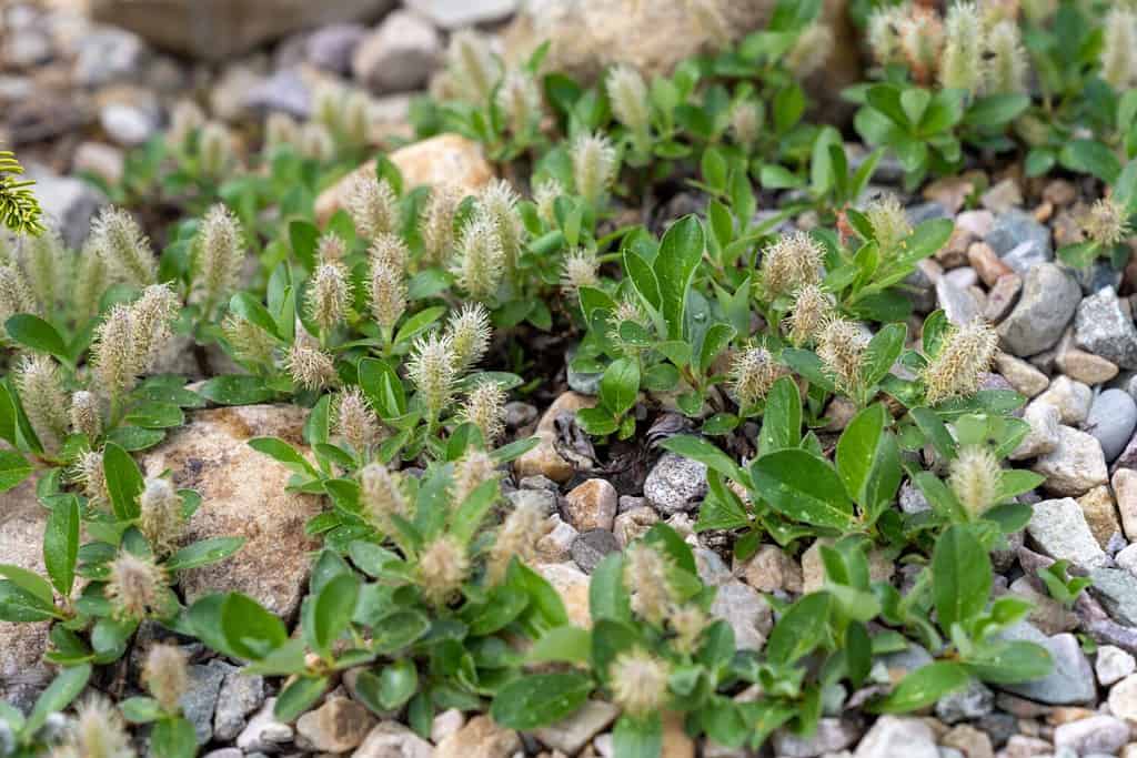15 Incredible Trees Native to the Arctic - A-Z Animals