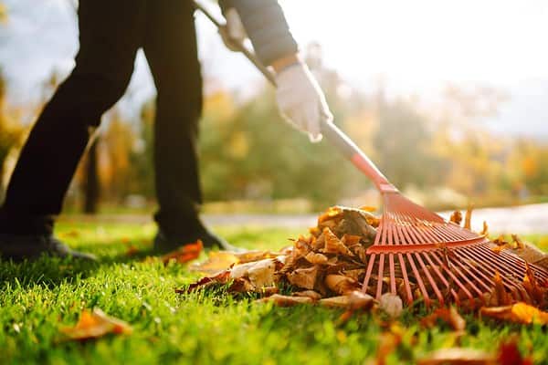 The 8 Most Effective Treatments for Getting Rid of Fleas in Your Yard ...
