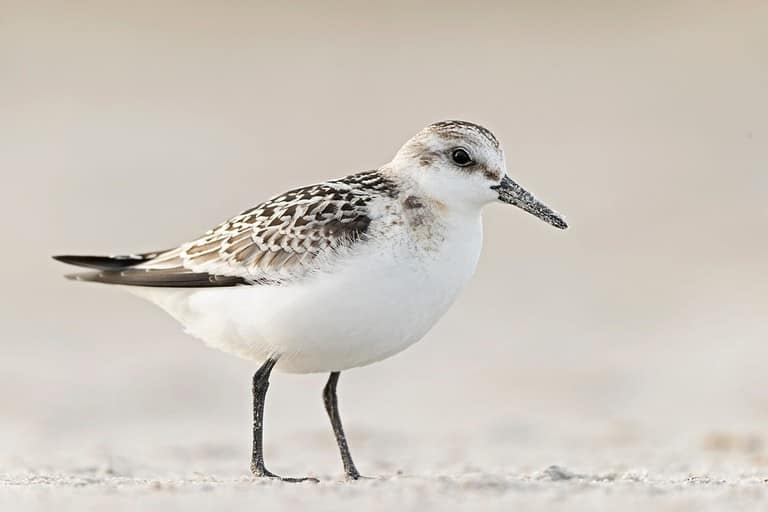 The Real Reason Sanderlings Chase the Surf on the Beach - A-Z Animals