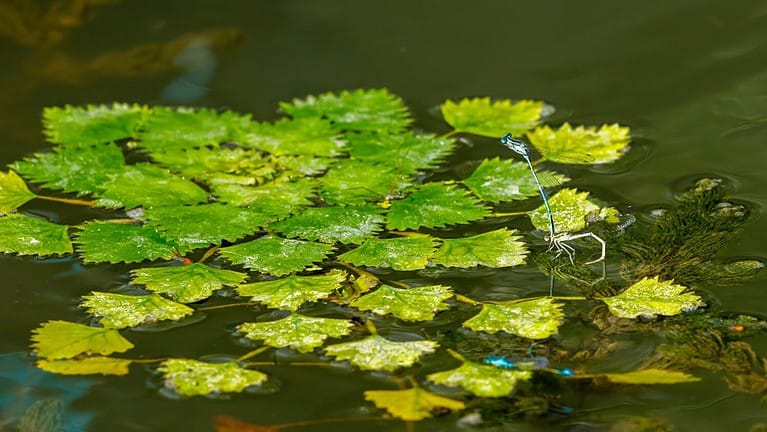 Discover 11 Invasive Species in New York - A-Z Animals