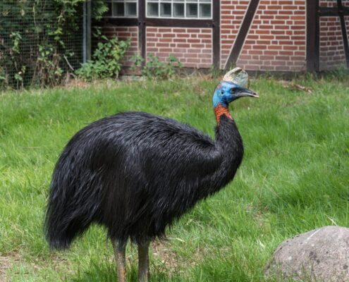 12 Colorful Types of Rainforest Birds - A-Z Animals