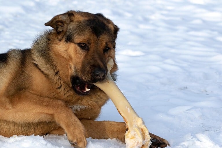 Crushed or Sliced? Why Evolution Pits Bite Force Against Speed in ...