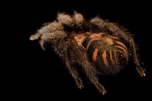 12 Most Terrifying Spiders Found in Costa Rica - A-Z Animals