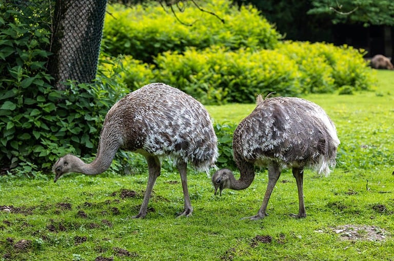 Discover 18 Incredible Birds That Start With R - A-Z Animals