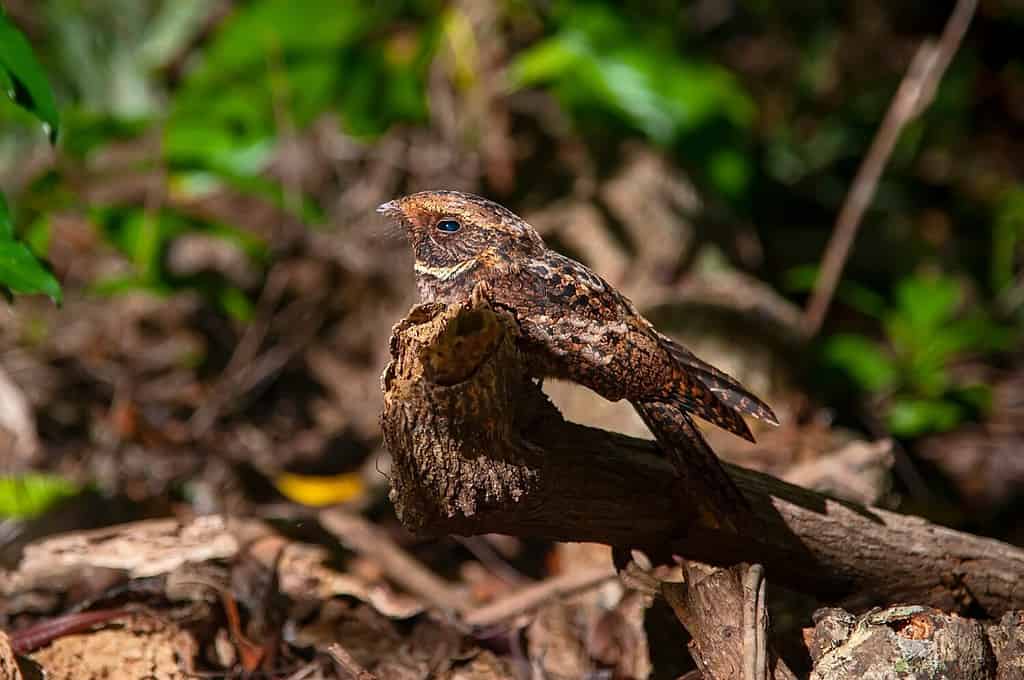 Discover 18 Incredible Birds That Start With R - A-Z Animals