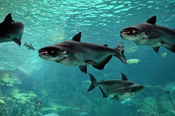 10 Fascinating Facts About Flying Fish - A-Z Animals