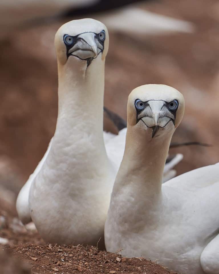 Discover 25 Animals with Stunning Blue Eyes - A-Z Animals