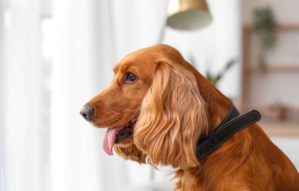 Cocker Spaniel Colors: Rarest to Most Common - A-Z Animals