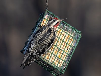 What Do Bluebirds Eat in Winter? 6 Common Foods - A-Z Animals