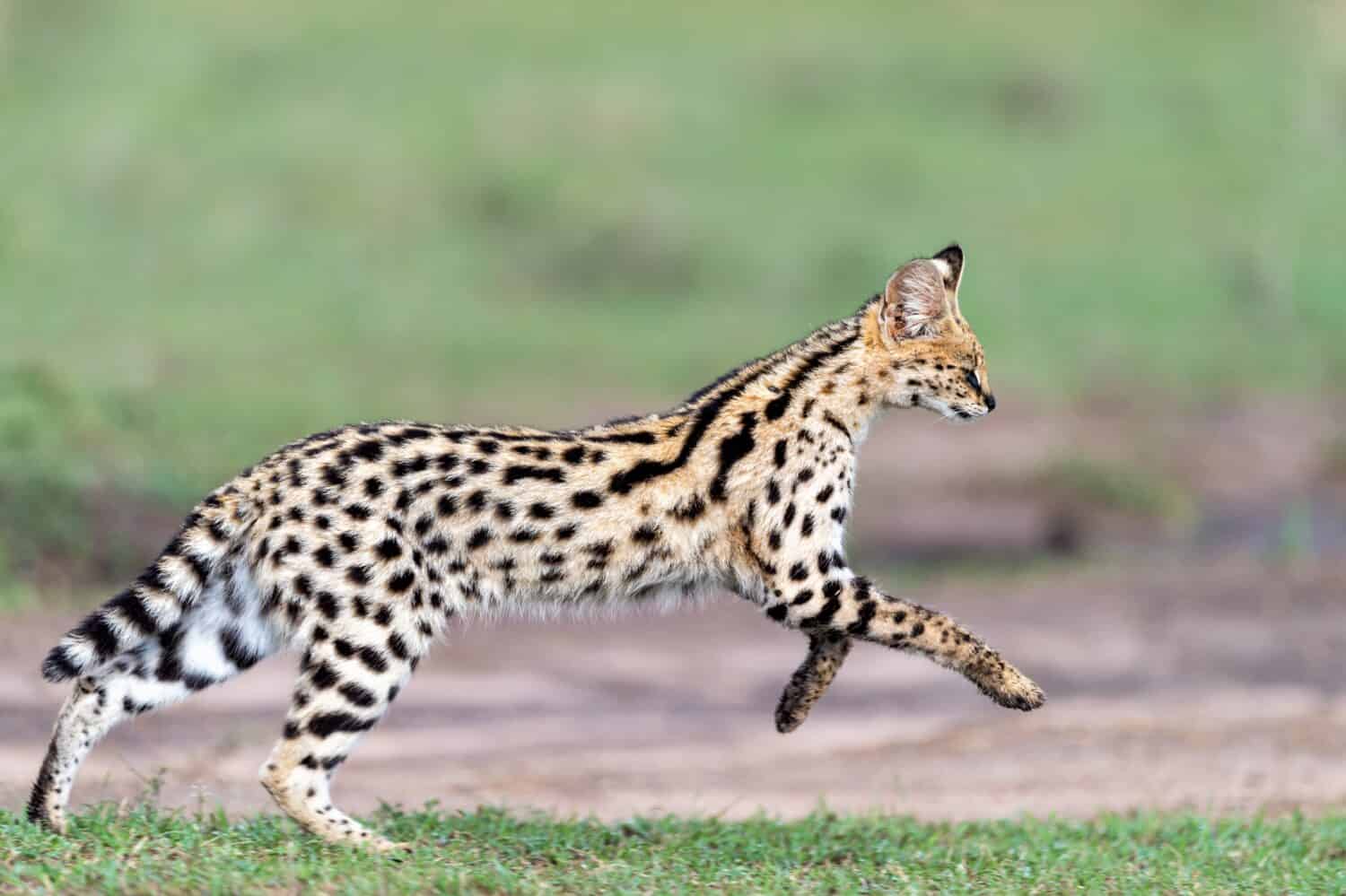 How Fast Are Snow Leopards? See Their Top Speeds Compared to Other Fast ...