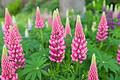 Explore the 21 Amazing 5-Letter Flowers (The Complete List!) - A-Z Animals