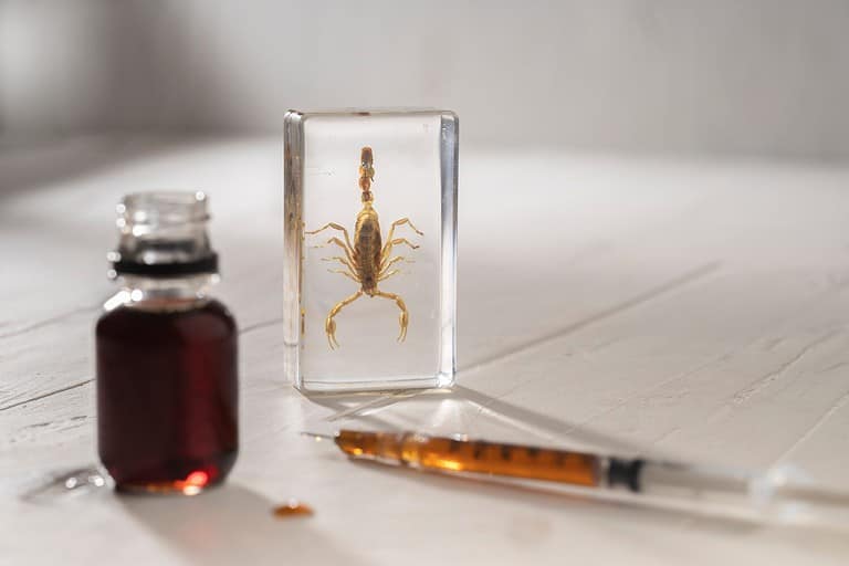 Discover Why a Single Gallon of This Scorpion’s Venom Sells for $39 ...