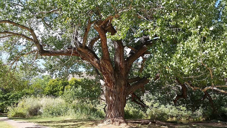 Discover the Tallest Tree in Arizona - A Towering 102-Foot Goliath - A ...