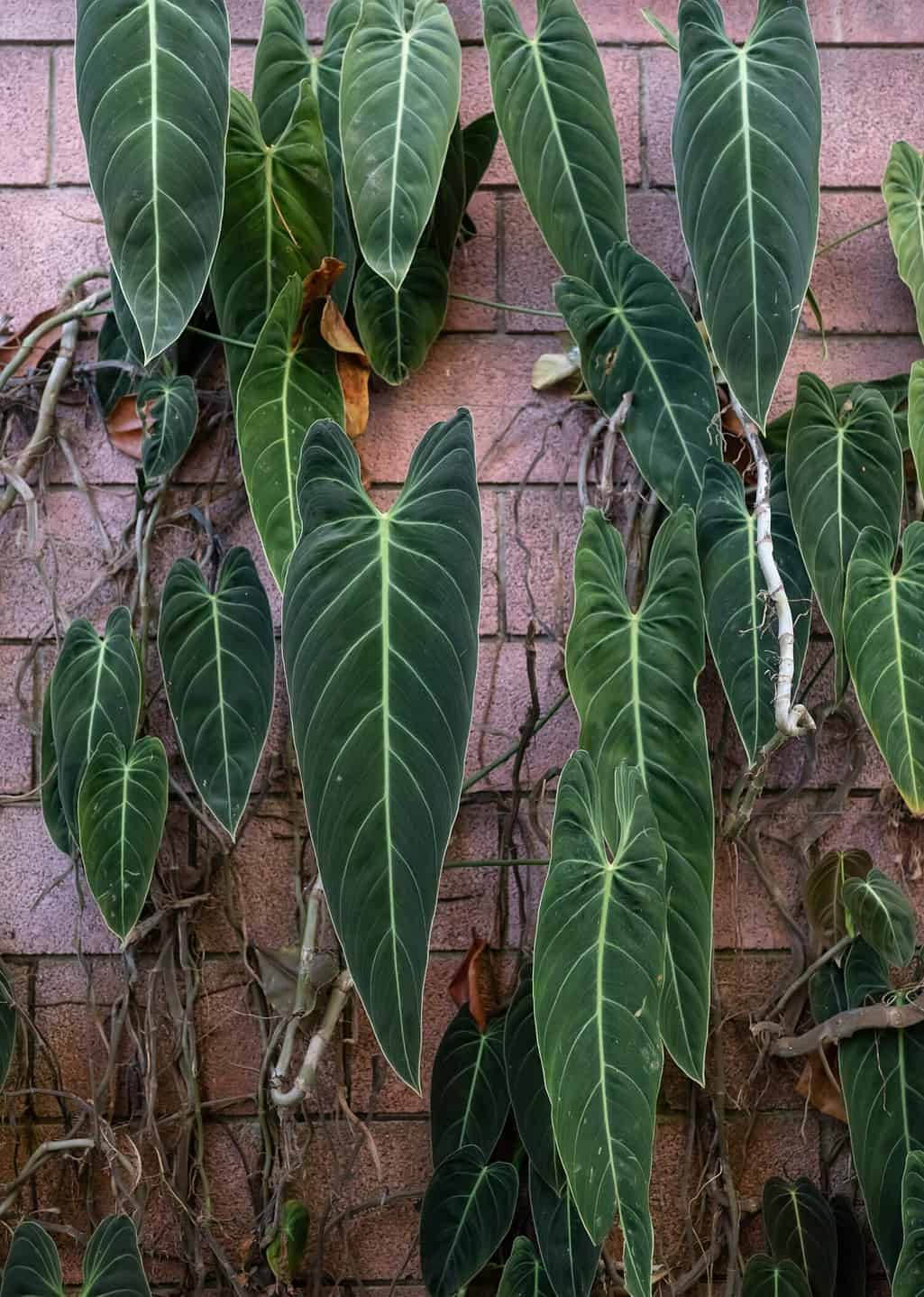 Discover 8 Rare Plants You Should Buy If You Find Them - AZ Animals