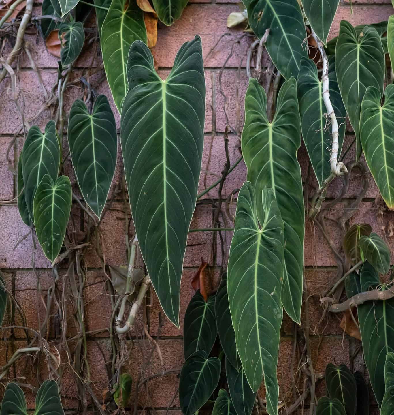 Discover 8 Rare Plants You Should Buy If You Find Them - AZ Animals
