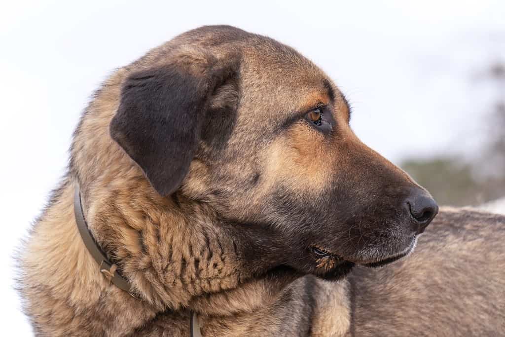 German Shepherd and Mastiff: Everything You Need to Know About the Mix ...