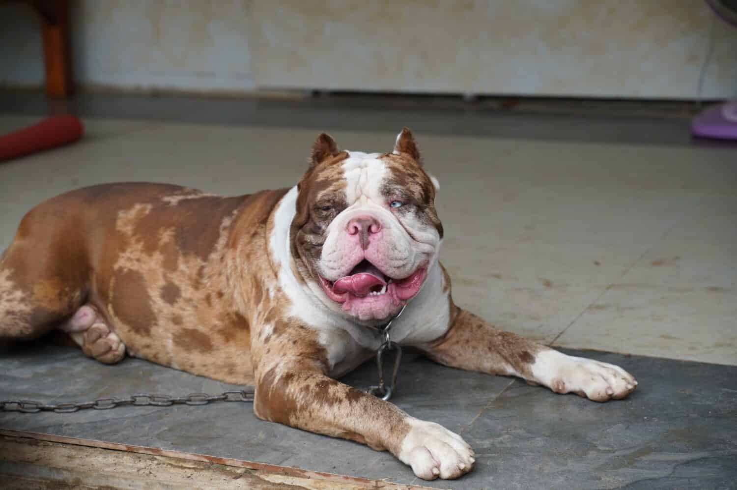 Animals with the Strongest Bites in the US, Ranked - A-Z Animals