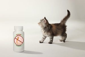 Can Cats Get IBS? 10 Things You Need to Know - A-Z Animals