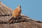 Raptors 101: The 5 Features That Define Birds of Prey - A-Z Animals