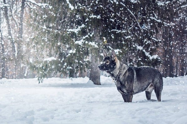 Discover the Top 10 Largest Shepherd Dog Breeds - A-Z Animals