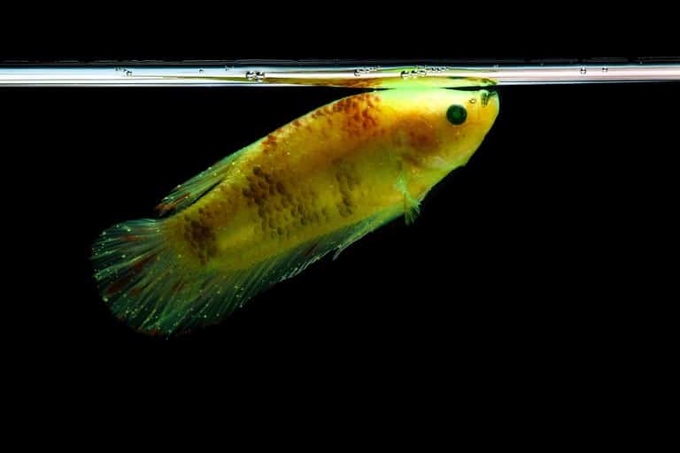 Ich on Betta Fish: Understanding and Treating That White Spot - A-Z Animals