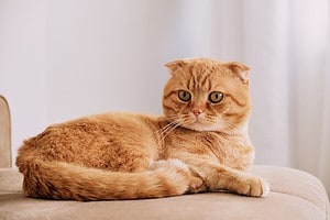 Taylor Swift Owns Cats: How Many, What Breeds, Their Names and More - A ...