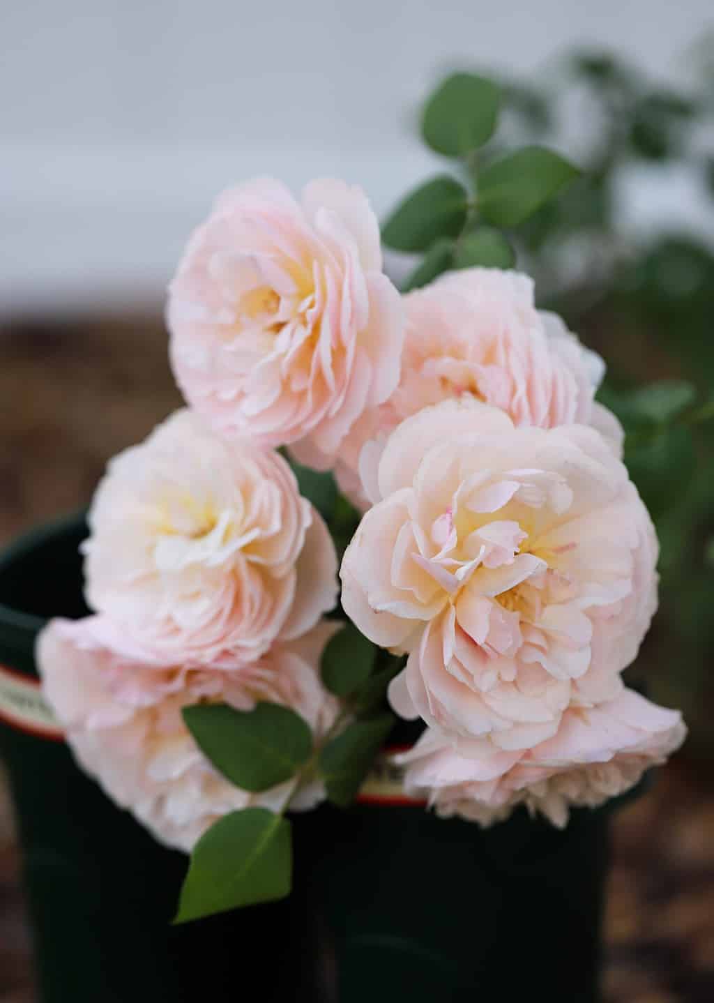 Discover the Best Time of Year to Plant Roses... The Answer Might ...