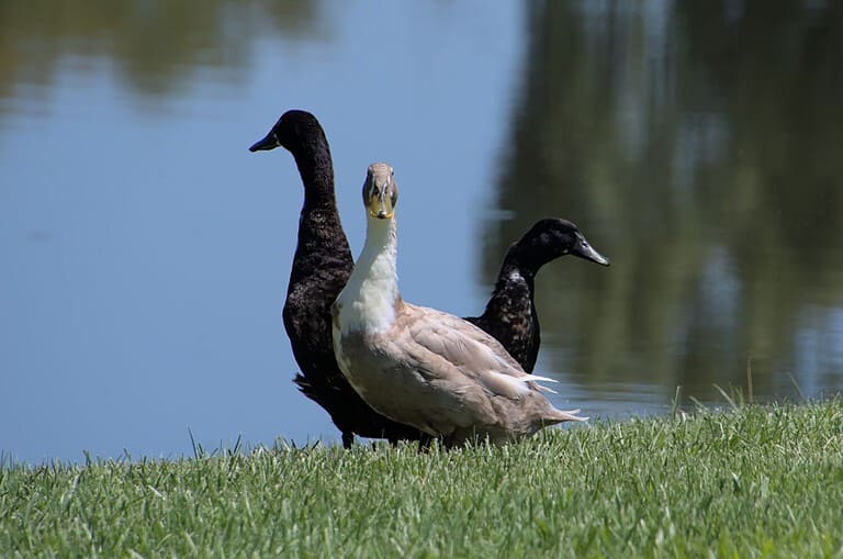 The 18 Best Duck Breeds That Make for Good Pets - A-Z Animals