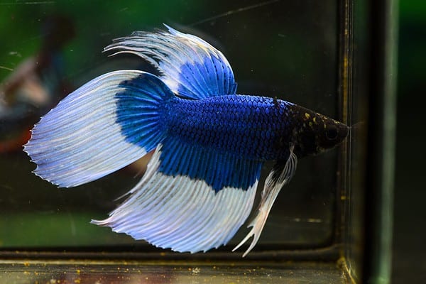 12 Incredible Betta Fish Facts That Make Them So Unique - A-Z Animals