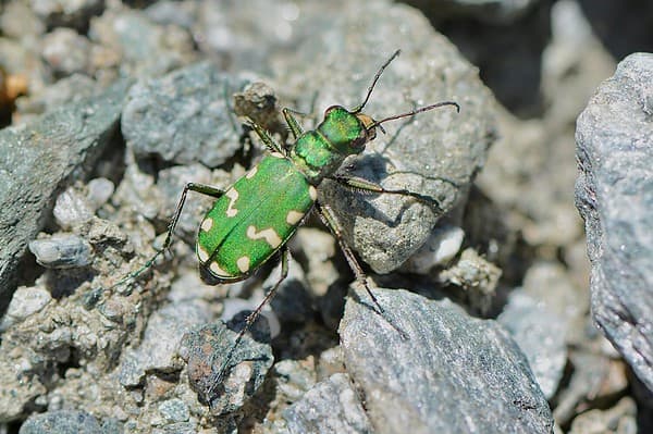 The 8 Rarest Insects Still Crawling Around the World - A-Z Animals