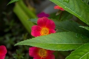 8 Types of Native Wild Roses for Your Garden - A-Z Animals