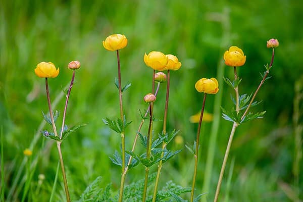 29 Beautiful Flowers That Start With G