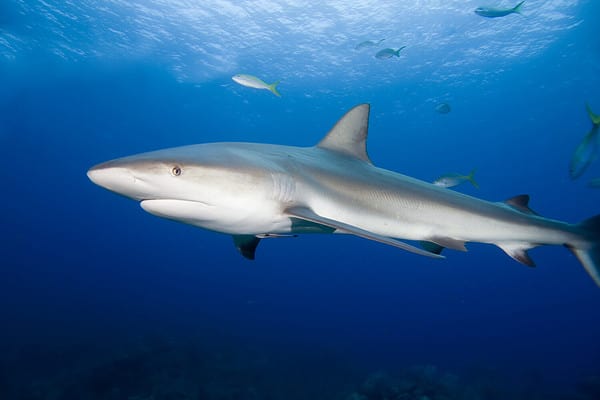 Fact or Fiction: Can Sharks Get Sick or Have Cancer? - A-Z Animals