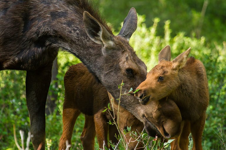 8 Sounds Moose Make (and What Each Means) - A-Z Animals