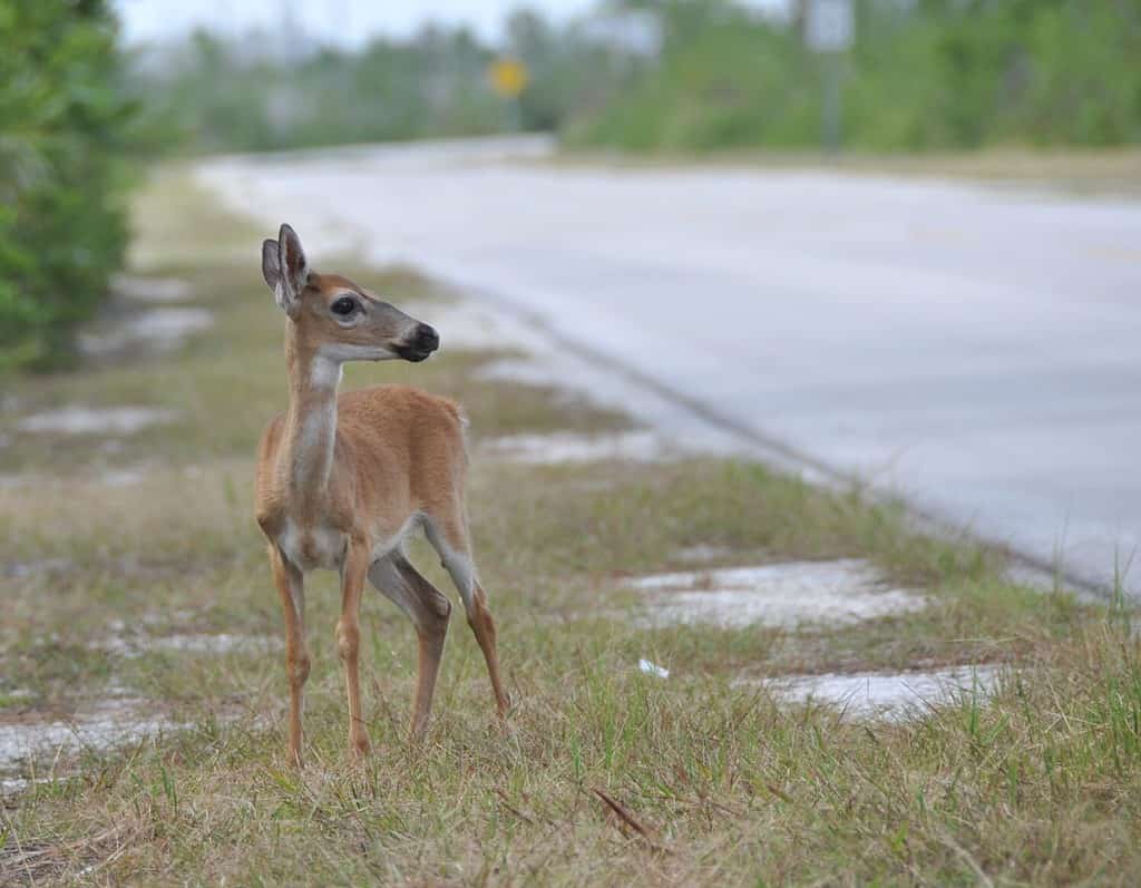 Key Deer Animal Facts - Odocoileus virginianus - A-Z Animals
