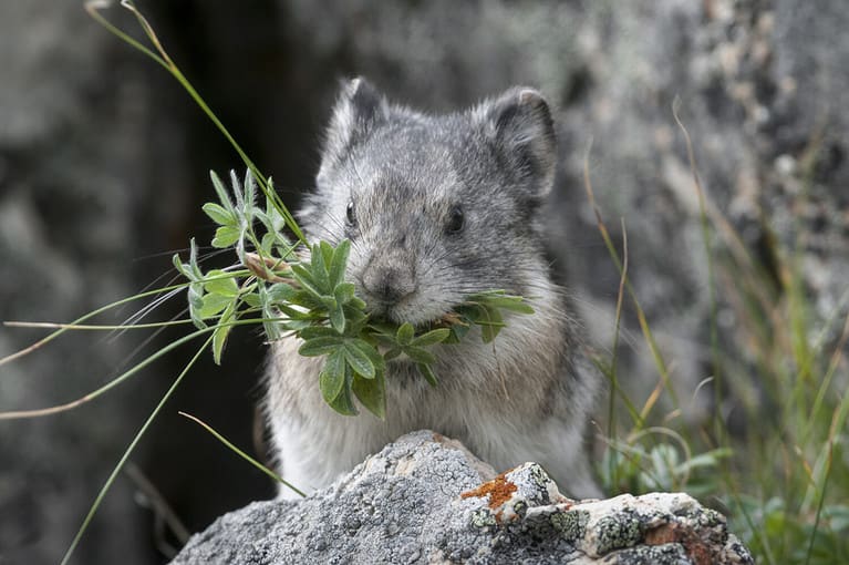 Animals of Denali National Park, from Arctic Ground Squirrels to Lynx ...