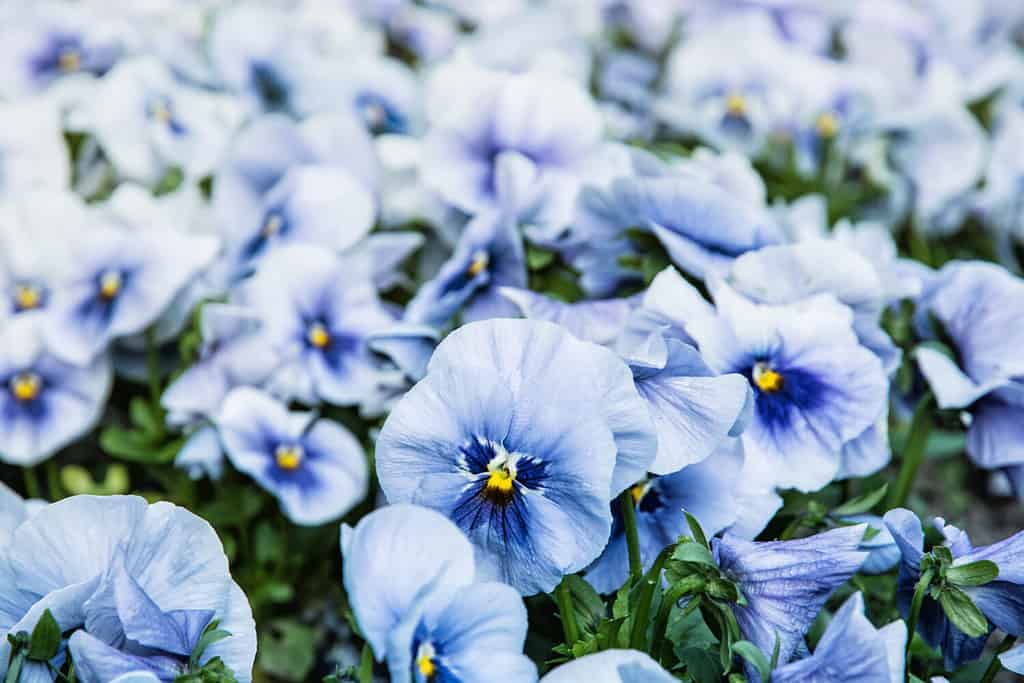 Pansy Flowers: Discover the Powerful Meaning, Symbolism, and Proper ...