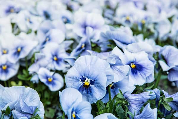 Pansy Flowers: Discover the Powerful Meaning, Symbolism, and Proper ...