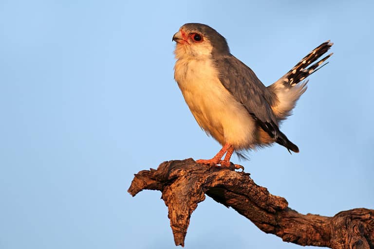 Discover 16 Amazing Birds That Start With P - A-Z Animals