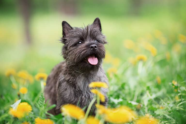 What Kind of Dog Is Toto from the Wizard of Oz? Breed Information ...