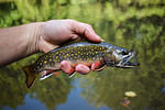 Trout Animal Facts - A-Z Animals