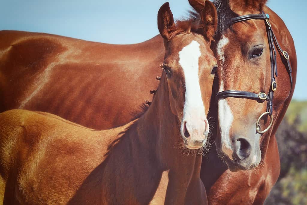 Foal vs. Colt: 4 Key Differences and Why They Matter - A-Z Animals