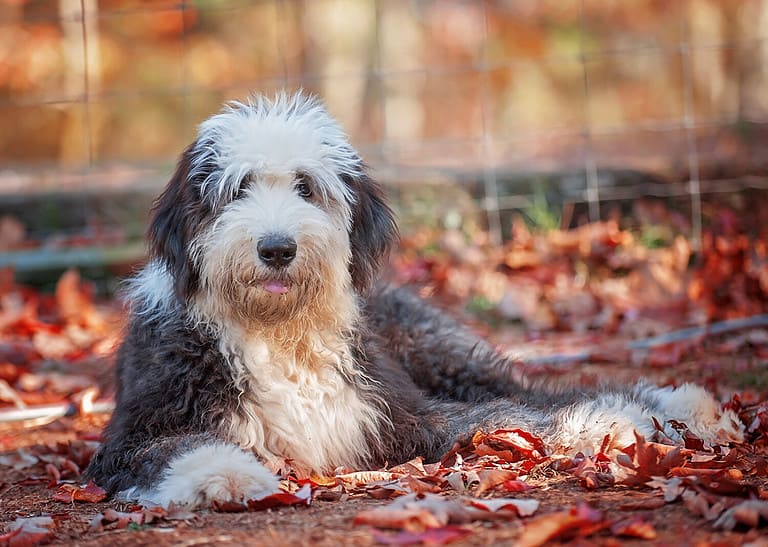 Discover the Top 10 Largest Shepherd Dog Breeds - A-Z Animals