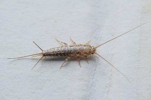 5 Types of Silverfish, Ranked by Creepiness - A-Z Animals
