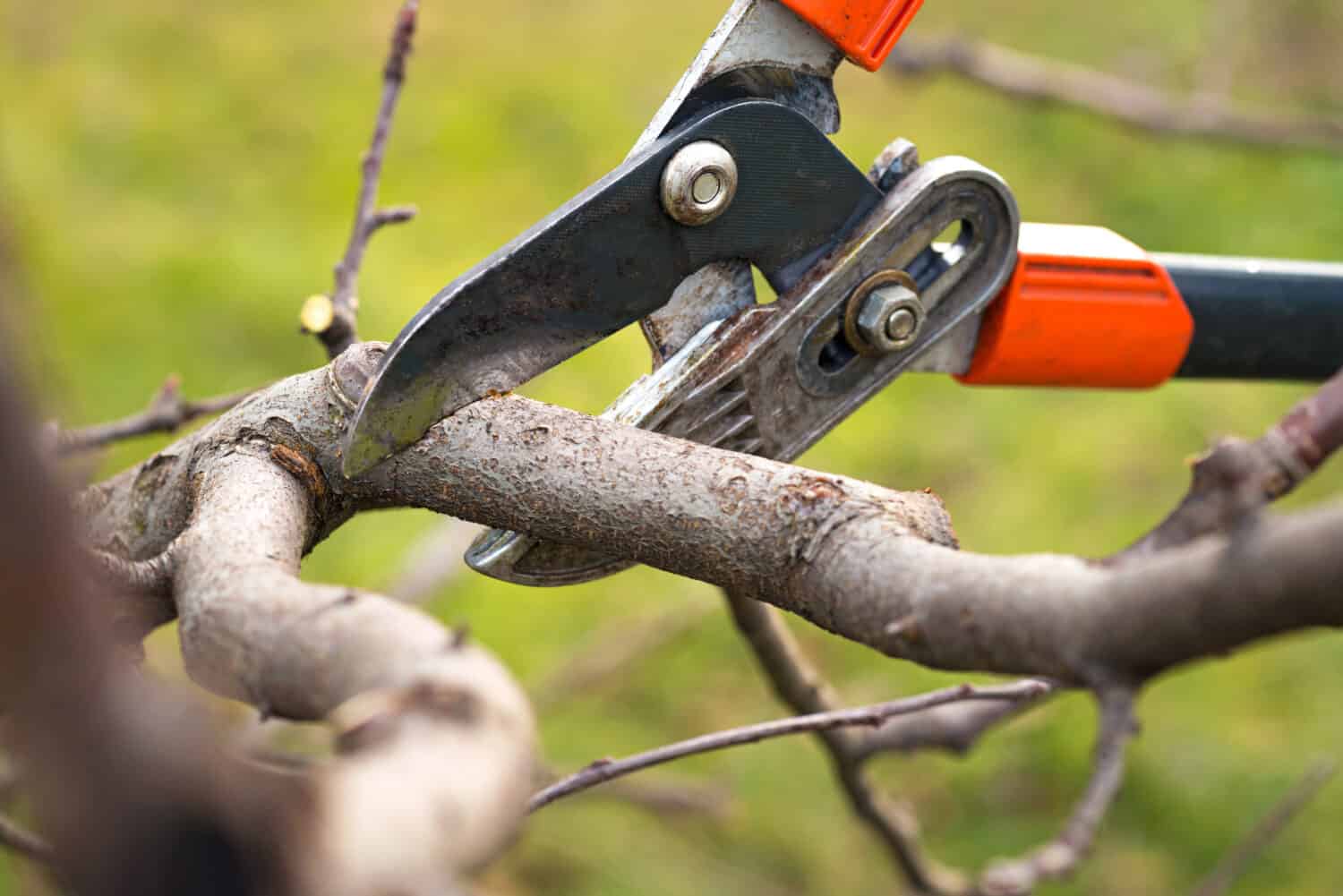 8 Signs You Might Be Over-Pruning Your Plants